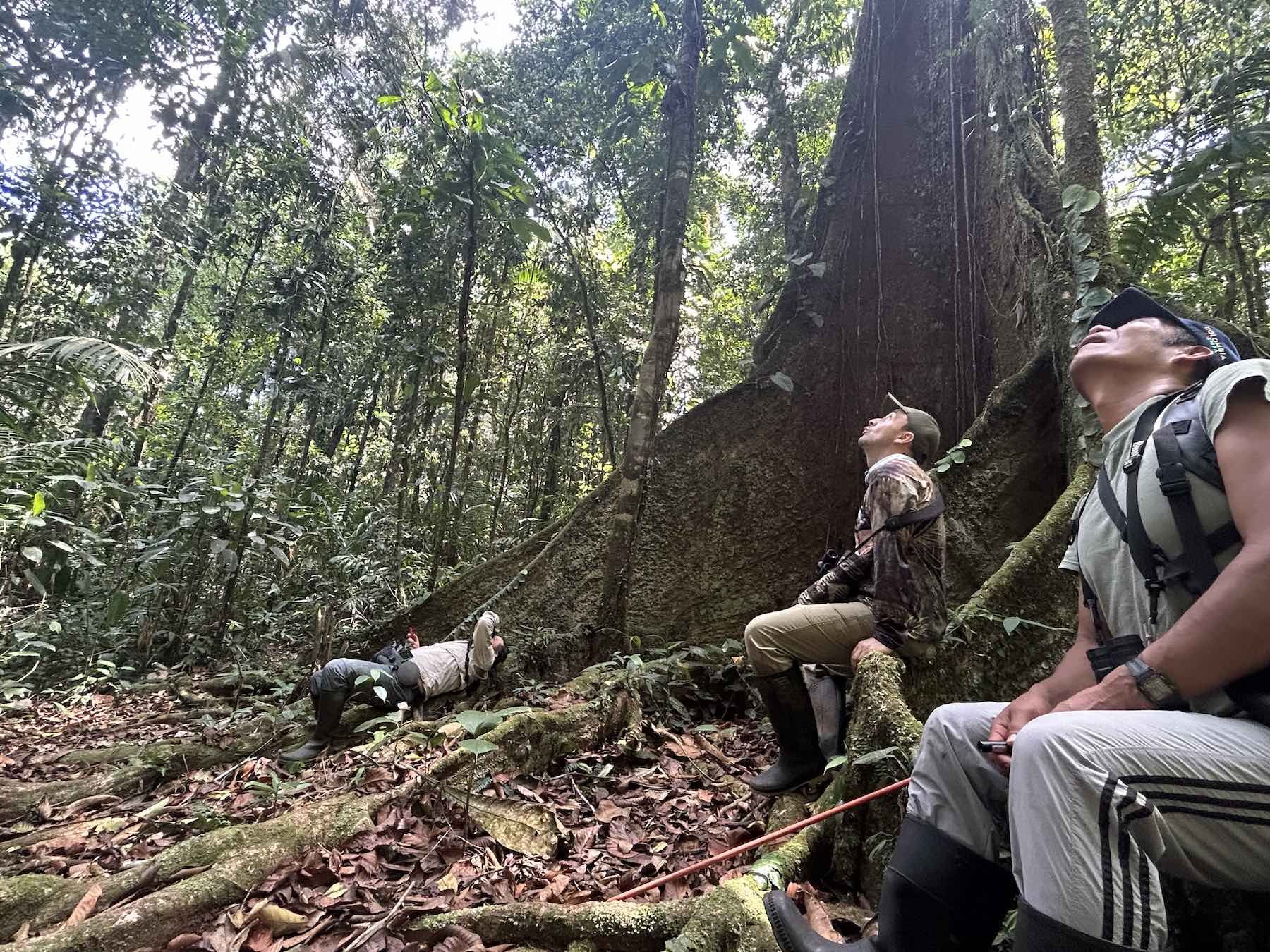 tree-break (1) – Nighthawk Agency